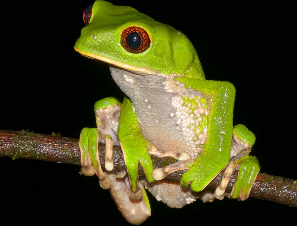 - https://www.npr.org/2011/02/22/133968220/cell-phone-radio-waves ...