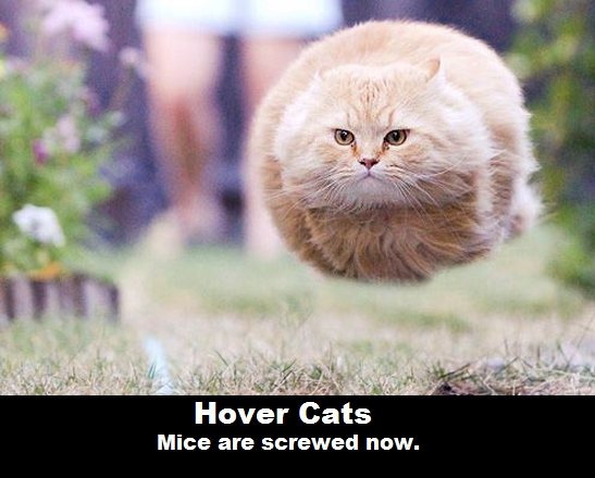 Hover cats