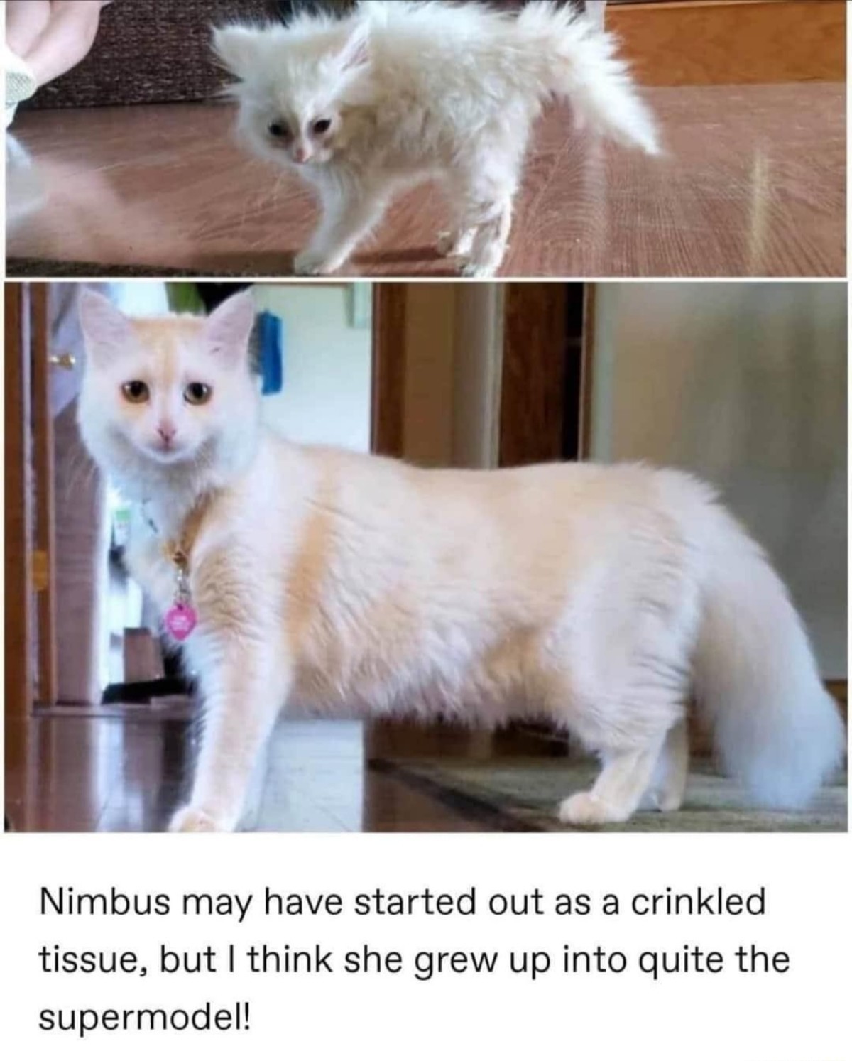 nimbus