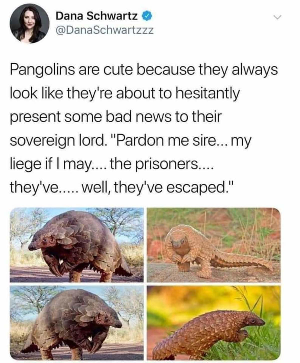Pangolin