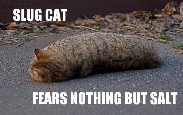 Slug Cat